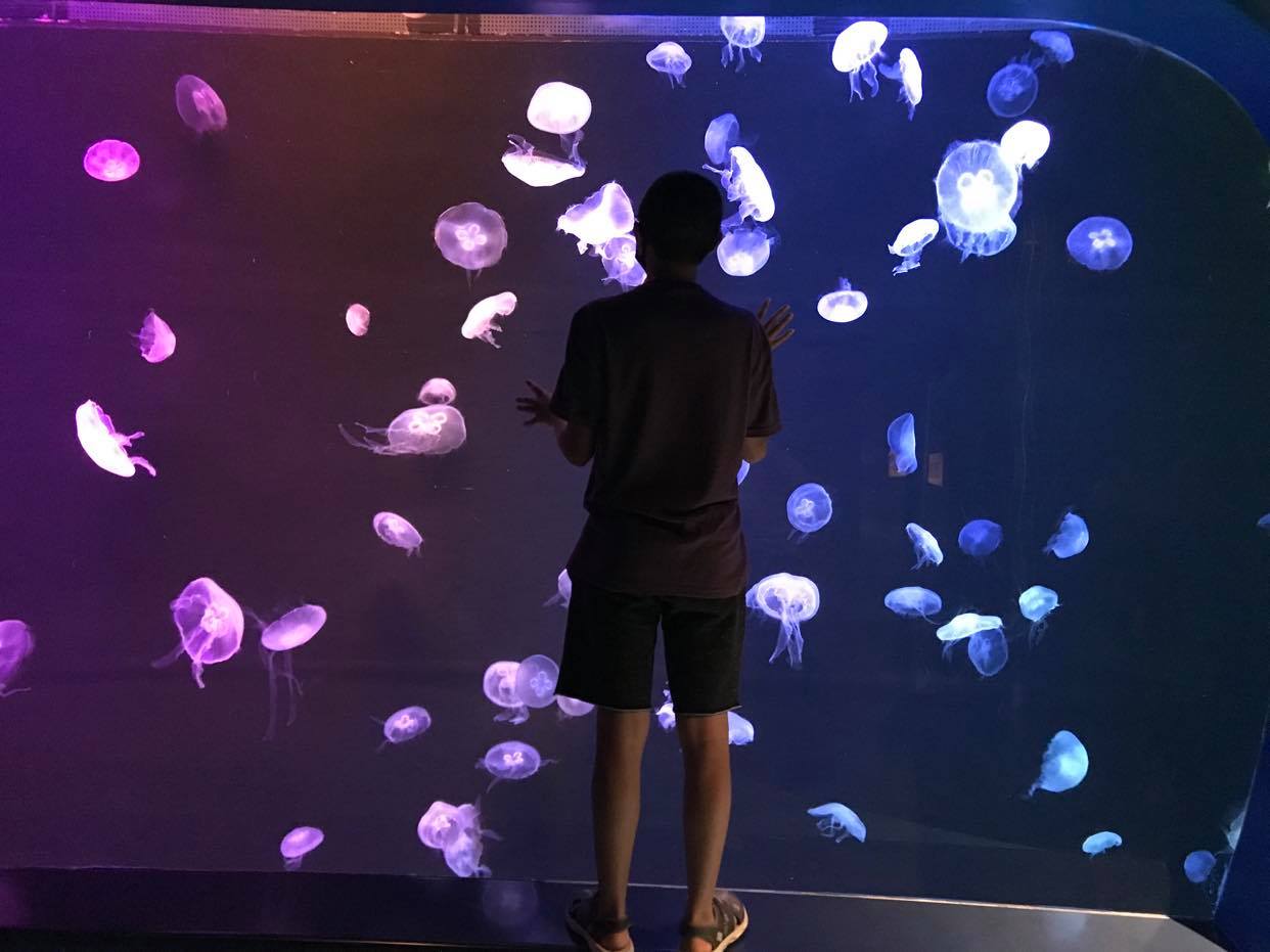 jelly fish exhibit 1 | David and Lam